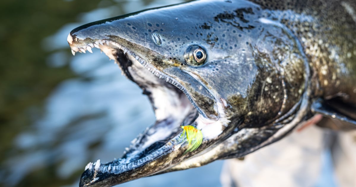 The Fall Salmon Run | Sergio Diaz Fishing