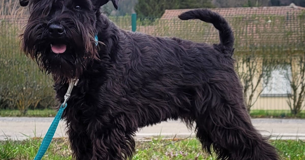 Découvrez les traits de caractère uniques des Schnauzers - Race de ...