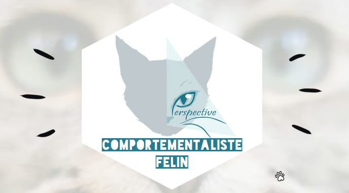 Perspective Chat - Comportementaliste Chat Toulouse, Haute-garonne ...