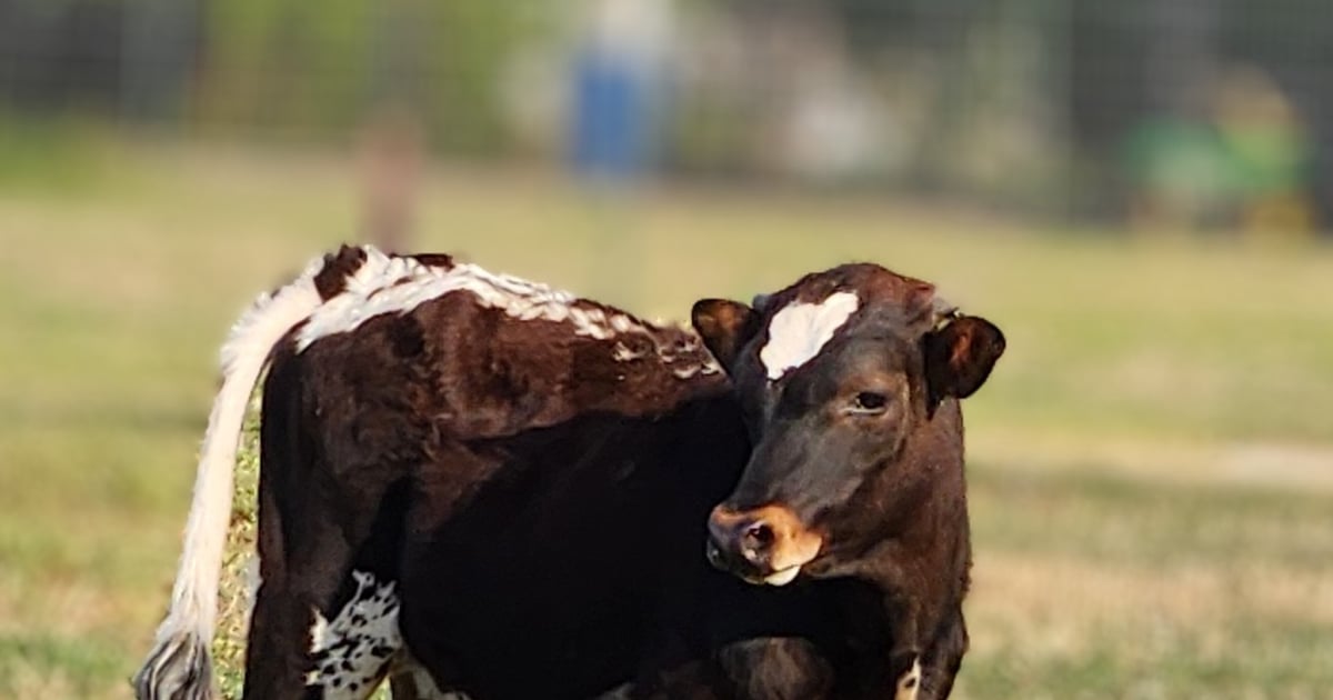 Miniature TX longhorns, Mini Longhorn Cows | Miniature Texas Longhorns