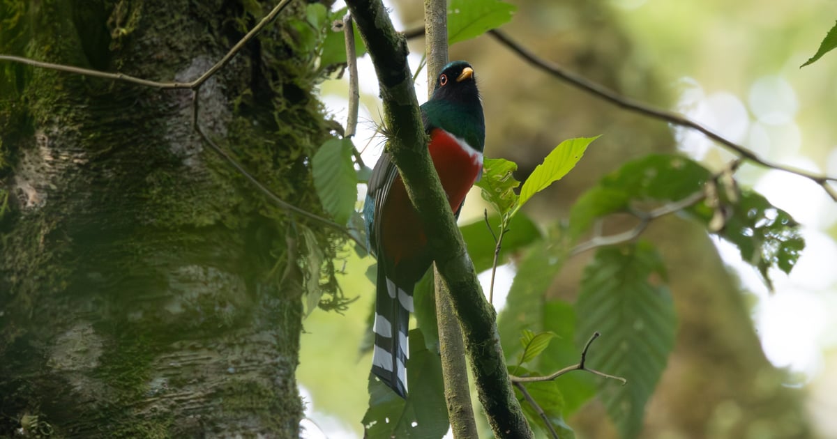 Dutch birders discover rare hummingbird species at Huitepec | Cloud ...