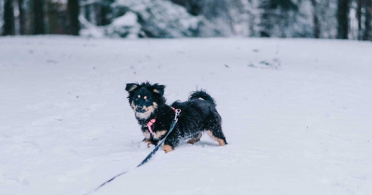Į prieglaudą atvykusių ir išvykusių gyvūnų statistika 2022 m ...