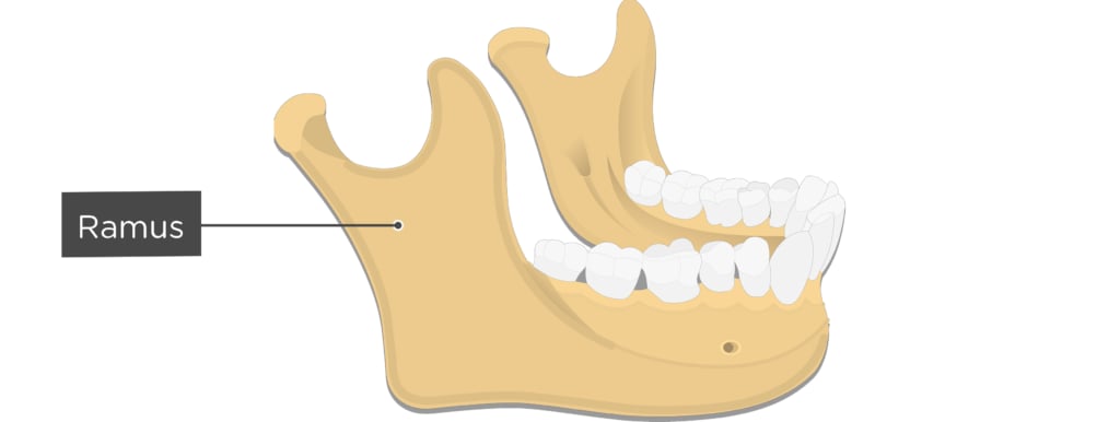 Anatomy and Significance of Ramus of Mandible | SmileWide