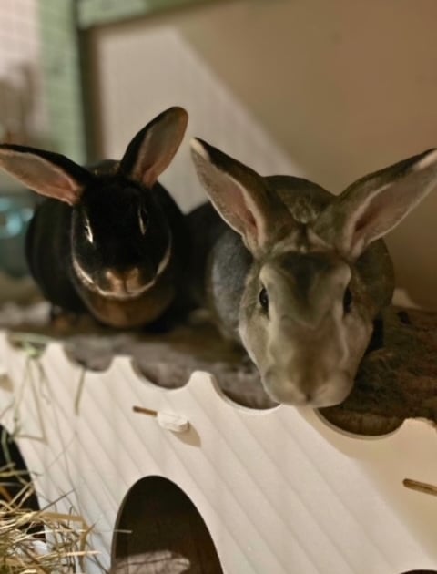 Enrichment Ideas to Keep Your Rabbit Entertained | Ballinderry Boarding ...