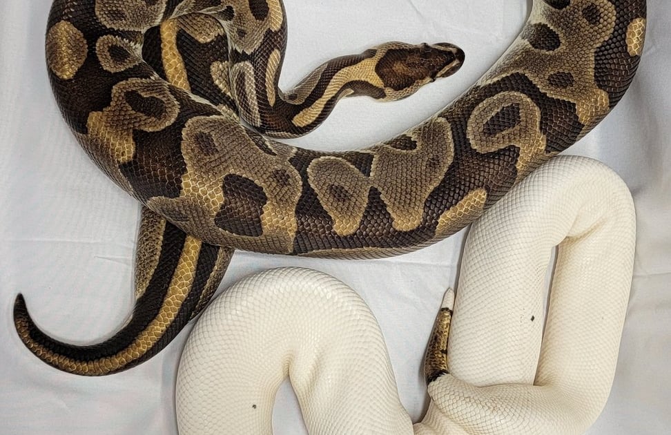 Pet Den your destination for exceptional Ball Python Pairing | Pet Den