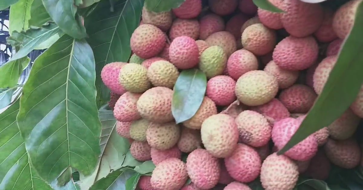 Authentic Muzaffarpur Shahi Litchi - Pre-Order Now! | ShahiLichi.com