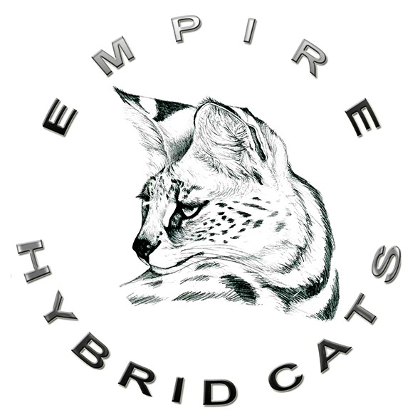 Caracat | Empire Hybrid Cats