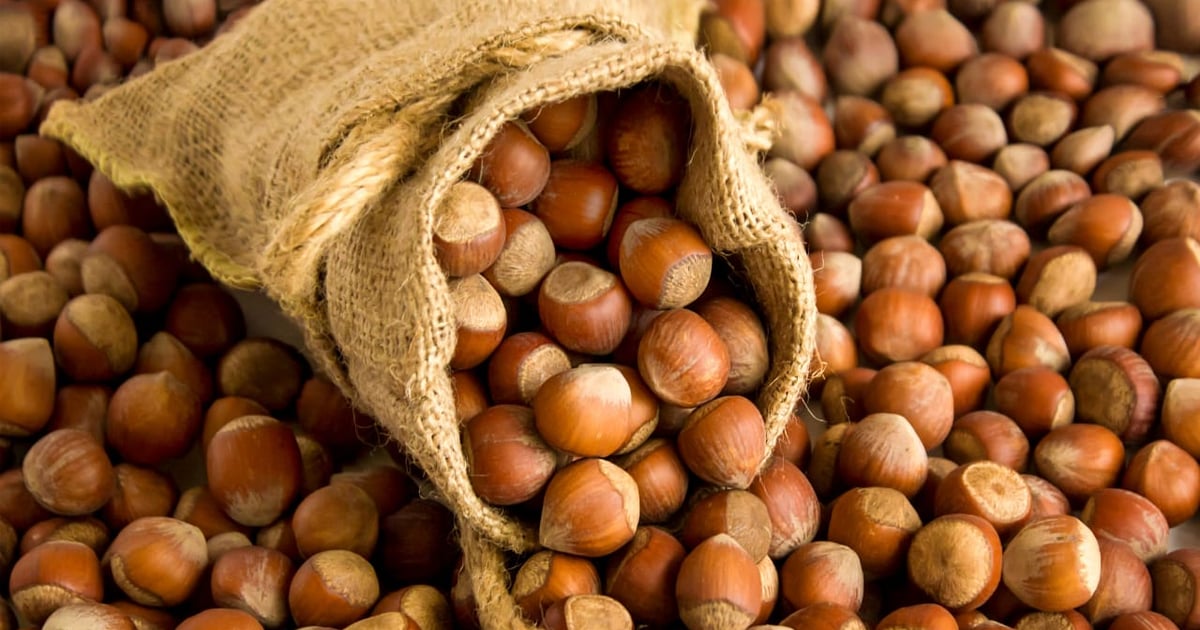 Leading Hazelnut Manufacturer in Georgia | LLC GNF | LLC GEORGIAN NUTS ...
