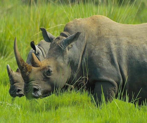 Rhino Package | Wonderful Bali Seminyak Tour