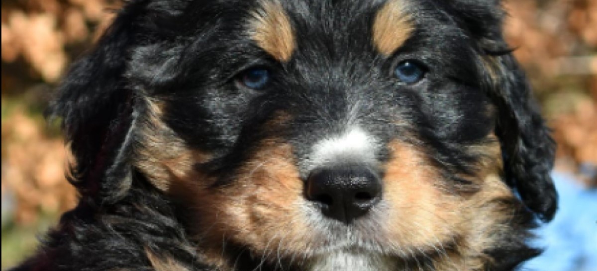 Narrowhaven Doodles - Find Your Perfect Furry Companion | Narrowhaven ...