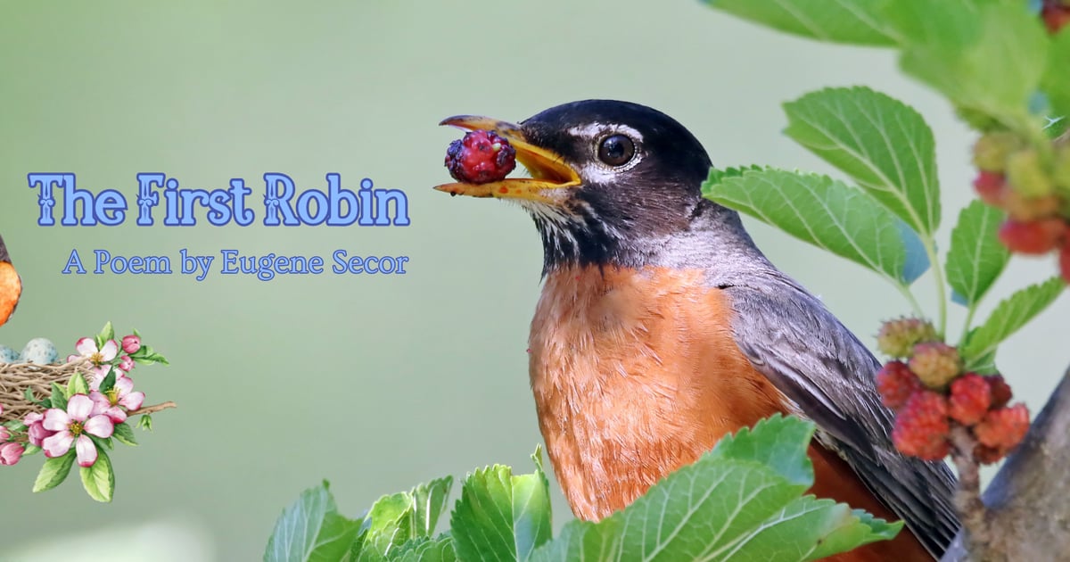 The First Robin | A Poem by Eugene Secor | Havenwood