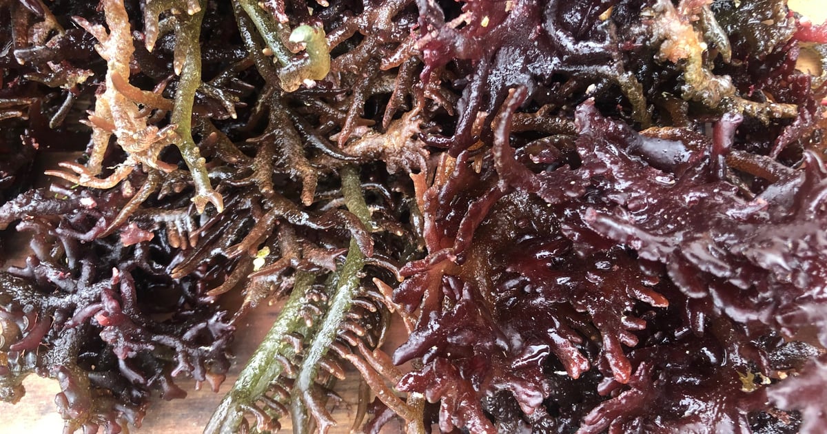 The Transformative Benefits of a Sea Moss Fast!! | Caribella