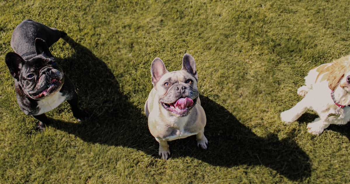 Reliable Dog Walking and Retreat Services for Your Pets | 4 Paws ...