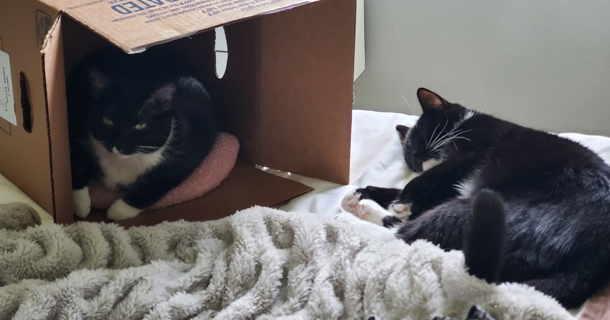 The Fascinating Attraction of Cats to Boxes | Meow Cat Meow