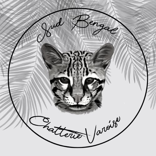 Chatterie Professionnelle de Chats Bengals en Provence | Elevage chat ...