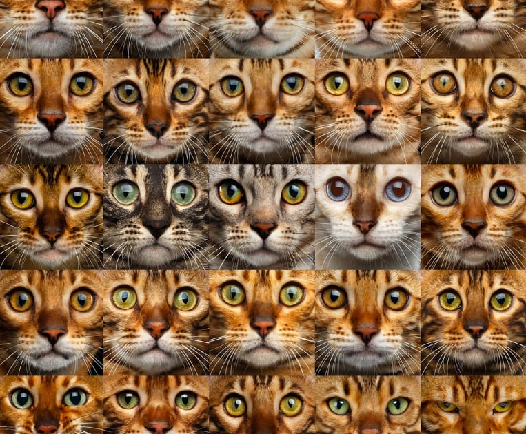 Les couleurs de robe et motifs du BengaL | Elevage chat bengal du Sud ...