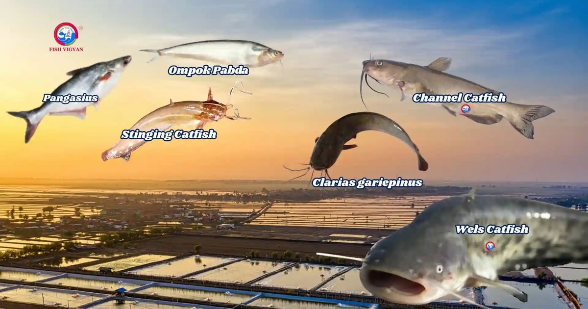 Catfish Farming Techniques for High Yields: A Comprehensive Guide | Fish Vigyan