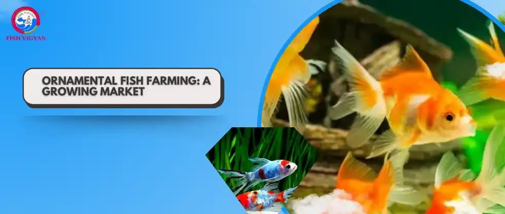 Ornamental Fish Farming: A Growing Market | Fish Vigyan