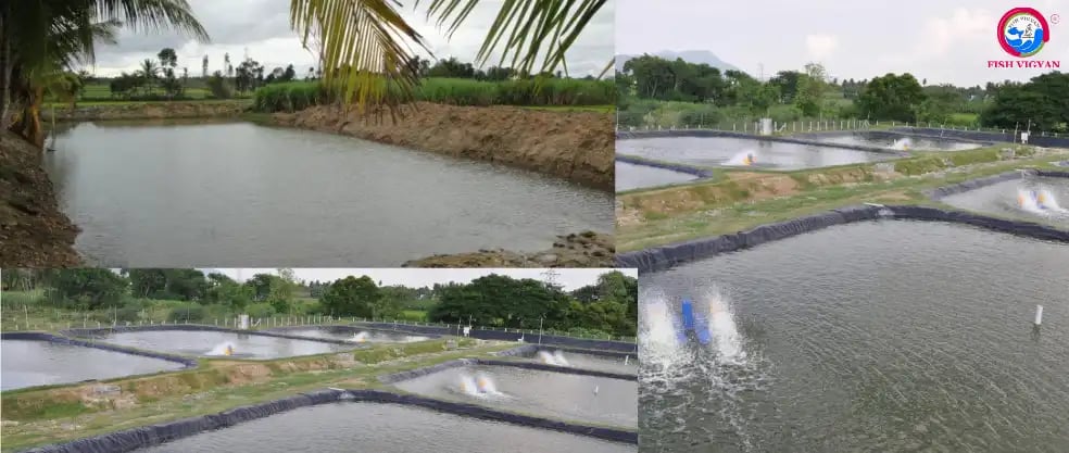 Introduction to Pond-Based Fish Farming: A Simple Guide to Getting ...