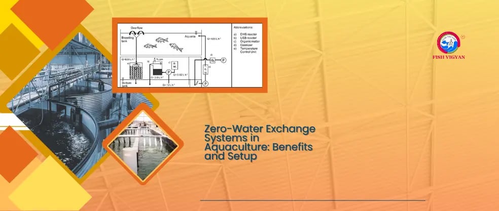 Zero-Water Exchange Systems in Aquaculture: Benefits and Setup | Fish ...