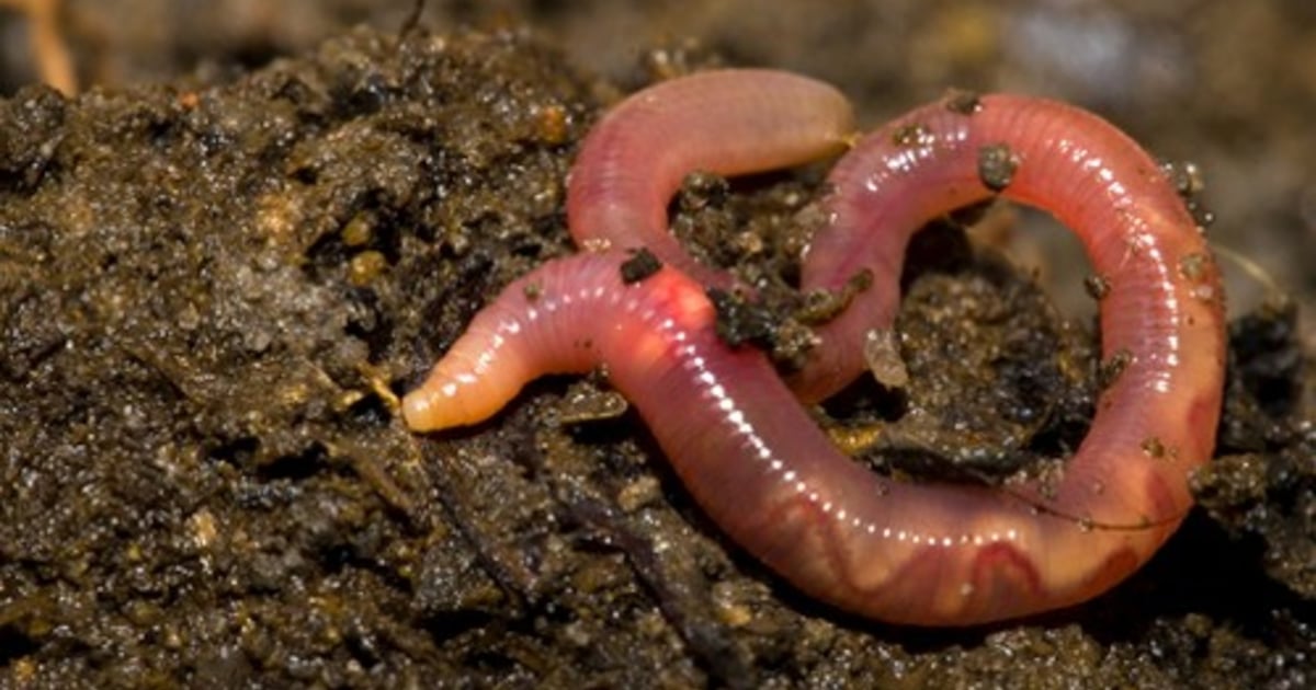Conociendo a las lombrices de tierra | LOMBRICOR