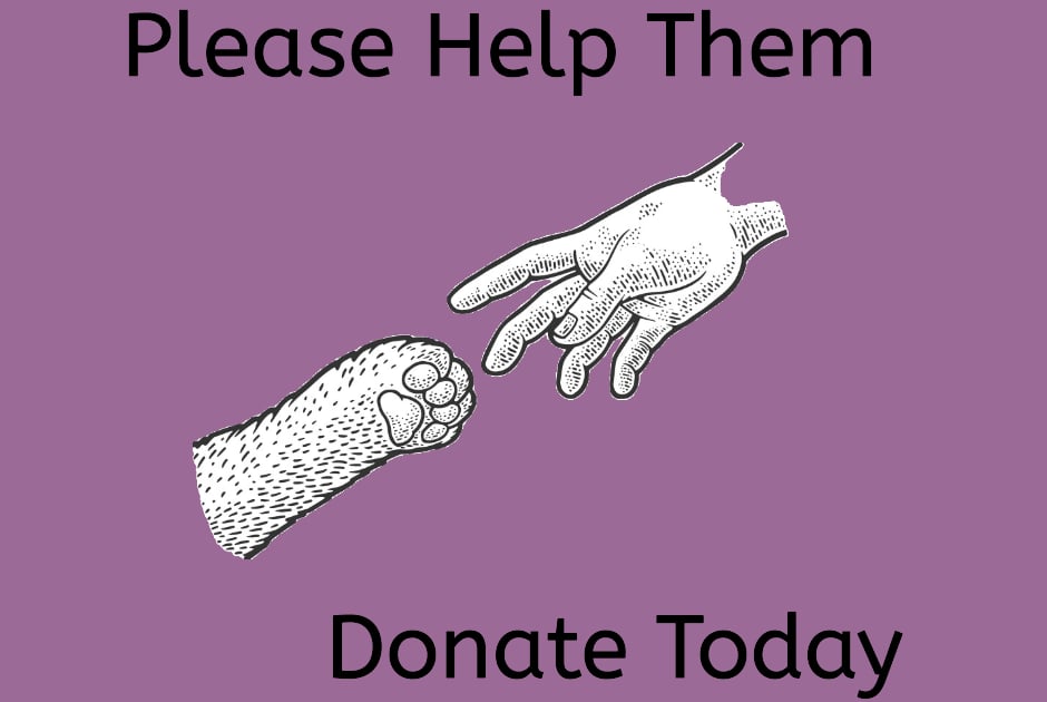 Support Our Mission: Help Us Provide Medical Care to Cats in Need ...