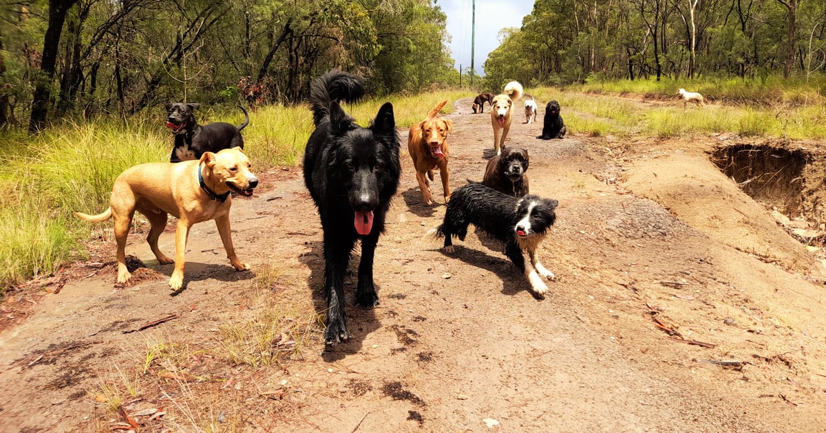 Doggyland - Adventures