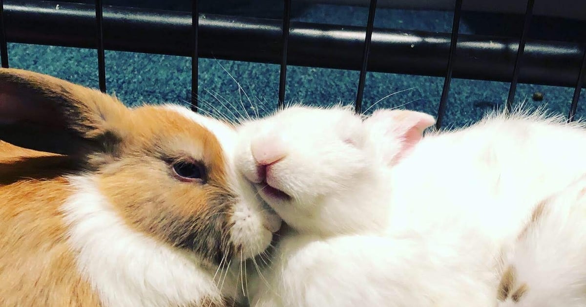 The Long-Term Benefits of a Partner | Friends of Rabbits