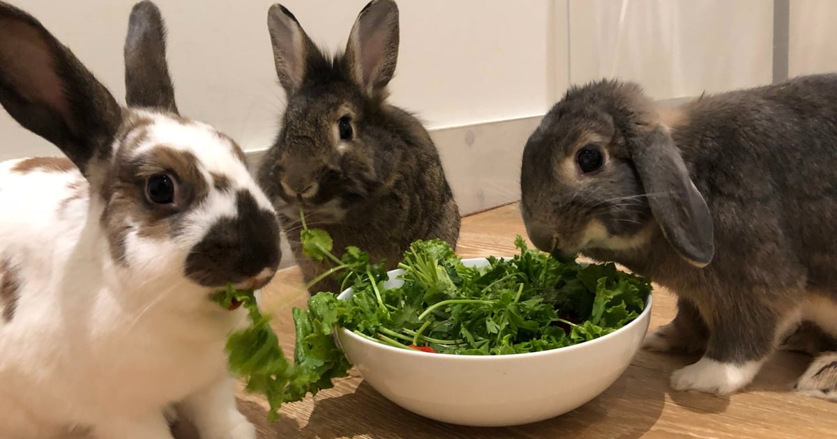 The Joy and Importance of Fostering | Friends of Rabbits