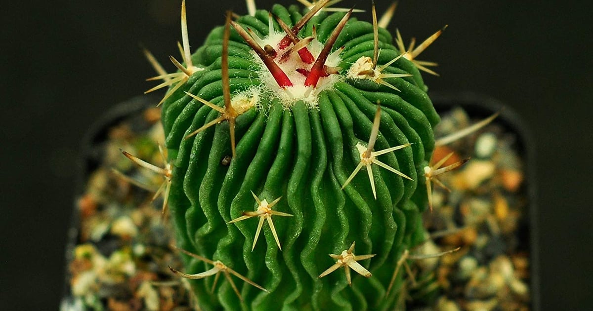 Kamal Nursery - Wide Range of Cactus and Succulents for Home and Office ...