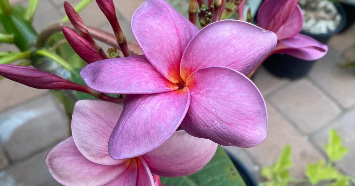 Ornamental Plants and Trees for Indoor and Outdoor Decoration | KAMAL ...