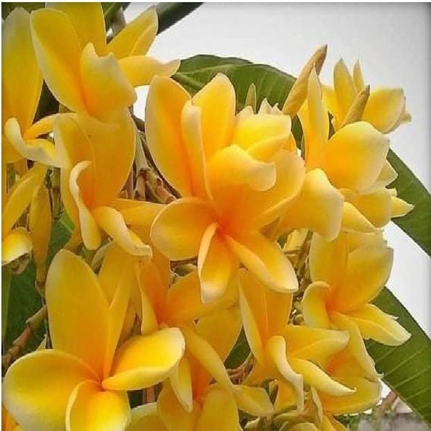 One-Click Gardening Solutions | Exotic Fruit Plants, Potting Mix ...