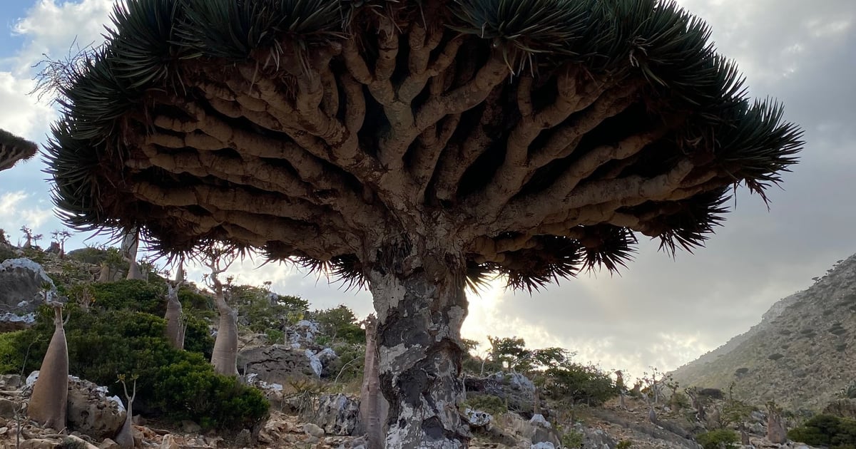 Plan Your Trip to Socotra: Weather, Culture, Food & More | Socotra ...