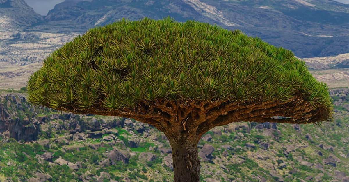 Top 8 Must-See Socotran Plants | Socotra Specialty Tours