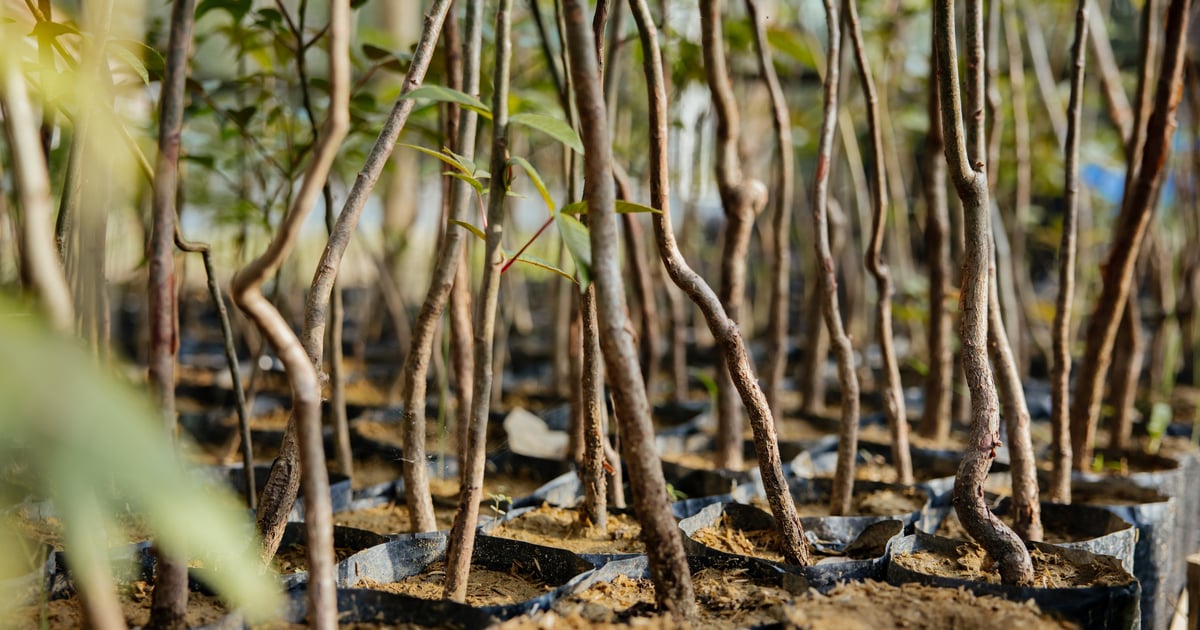 Javan Rhino Ecosystem Restoration Program | Ecosystem Bumi Foundation