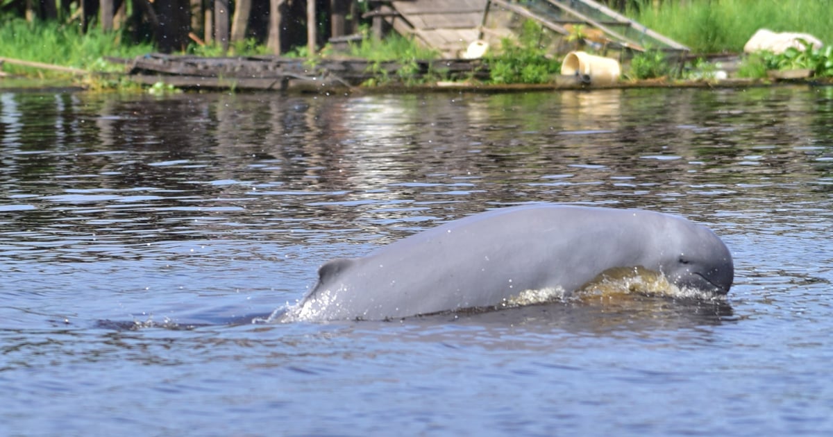 River Dolphin Ranger Program | Ecosystem Bumi Foundation