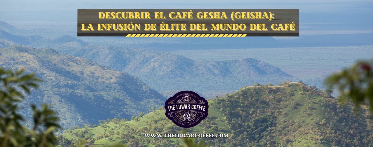 Descubrir el café Gesha (Geisha): La infusión de élite del mundo del ...