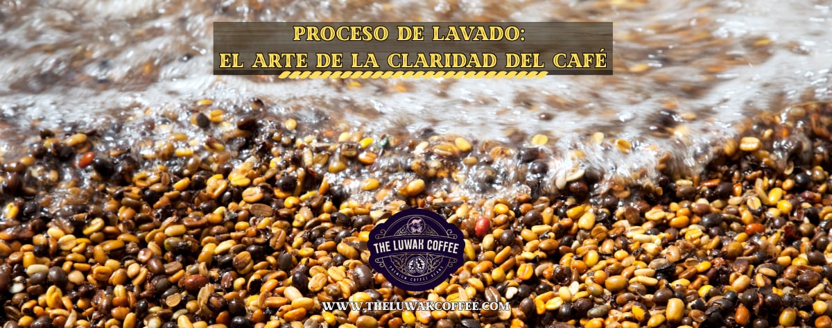 Proceso de lavado: El arte de la claridad del café | THE KOPI LUWAK ...