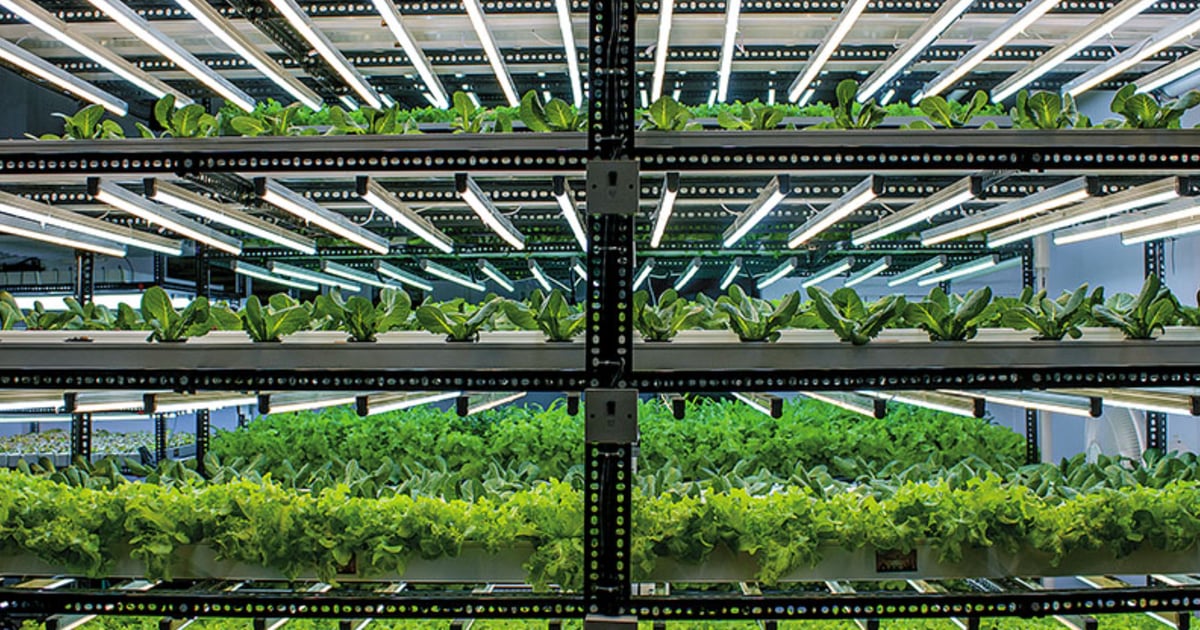 l'Agrotech : une solution durable | Systèmes hydroponiques commerciaux pour culture verticale