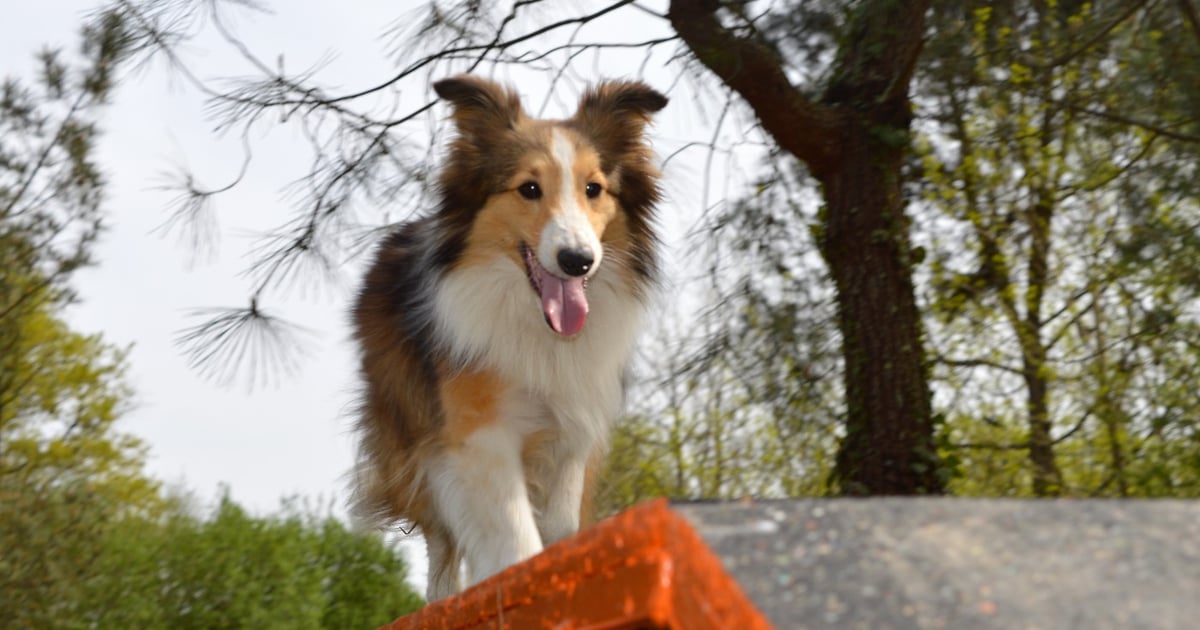 entrainements hardkor agility | hardkor agility