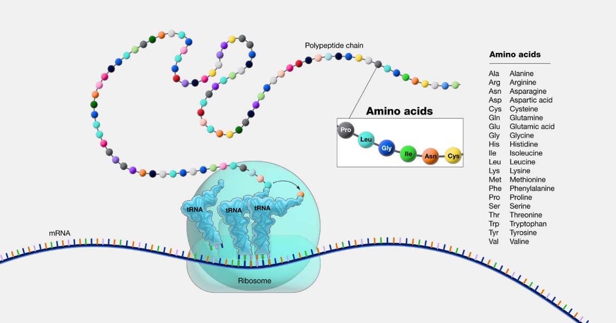 Uso Estratégico de Proteínas de Origen Animal | NUTRIPACIFIC