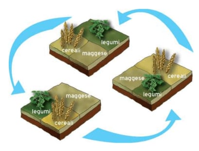 Rotación de cultivos | NUTRIPACIFIC