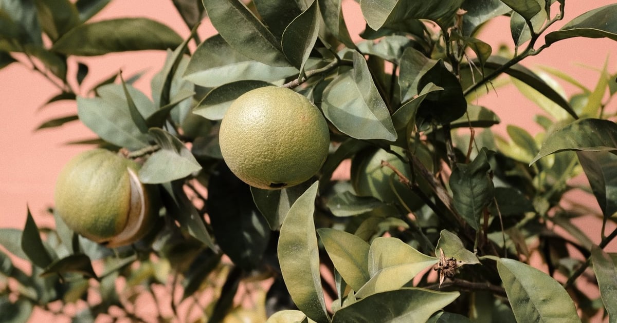 What is NHDC? | OkayPharm USA