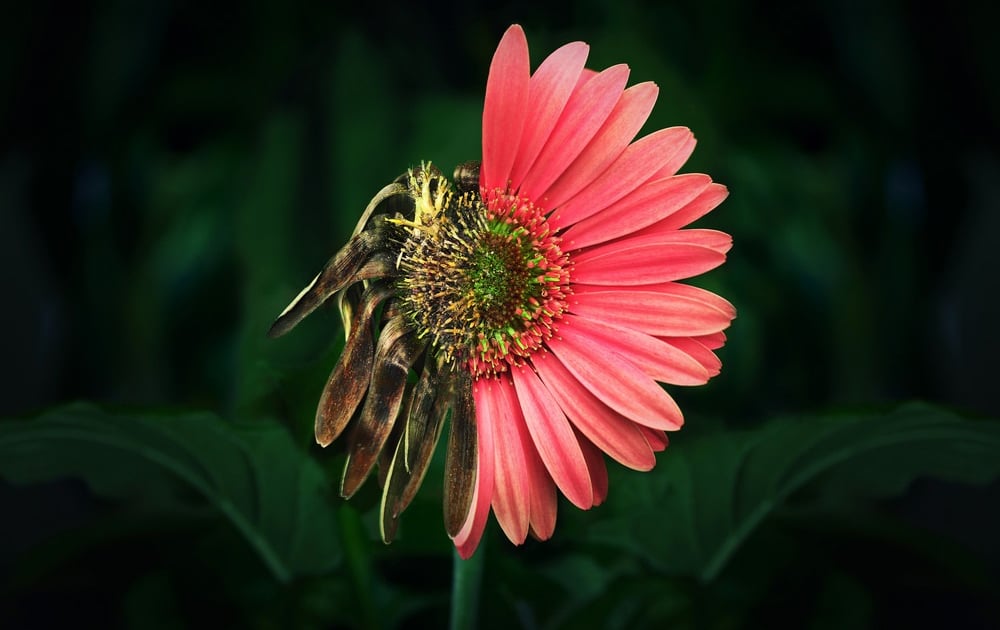 Are Teeth Alive? | Evoke Healing