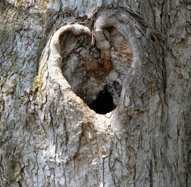 The Wood Element | Evoke Healing