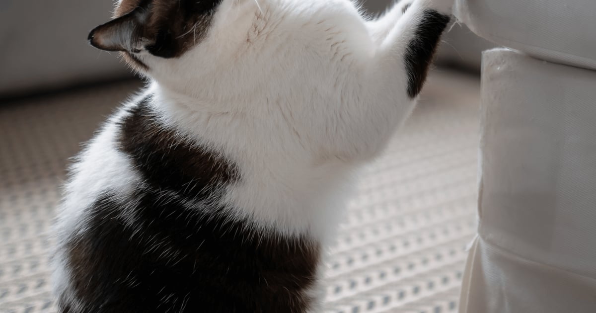 Entendendo o comportamento de Arranhar dos Gatos | Bem's Cat