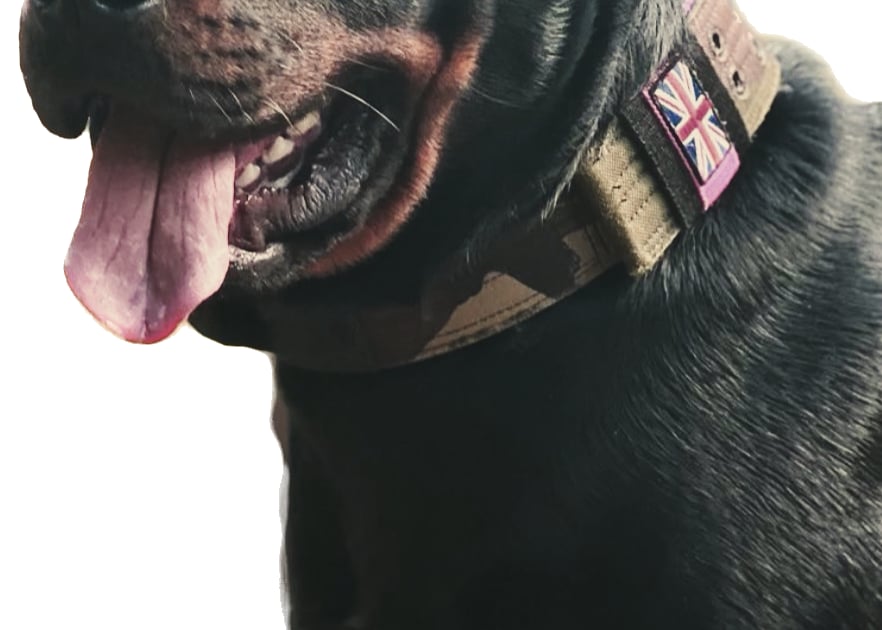 World's Biggest Rottweiler Puppies | james-massive-rottweilers