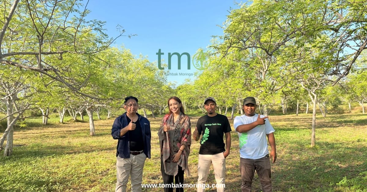 Exploring the Moringa Farming Activities in Pasuruan, East Java | PT Tombak Moringa Organik