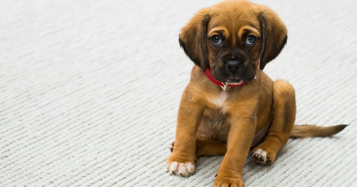 How To Recognize Early Symptoms Of Parvo In Puppies and Seek Help In ...