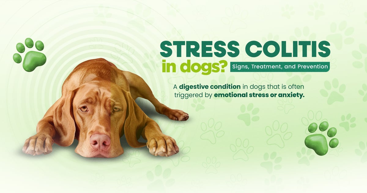 Stress Colitis in Dogs: Signs, Treatment, and Prevention | Petland wellness